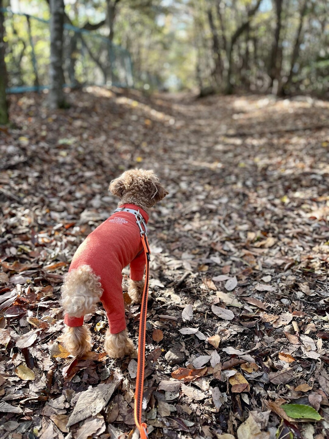 中山連山🐶with my dog / Jo999さんの中山・大峰山の活動データ | YAMAP / ヤマップ