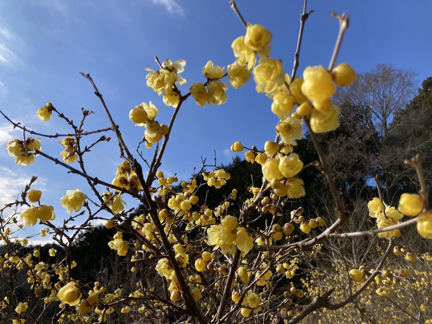 飯山観音前バス停-ロウバイの丘-白山ーむ... / houlanさんのモーメント | YAMAP / ヤマップ