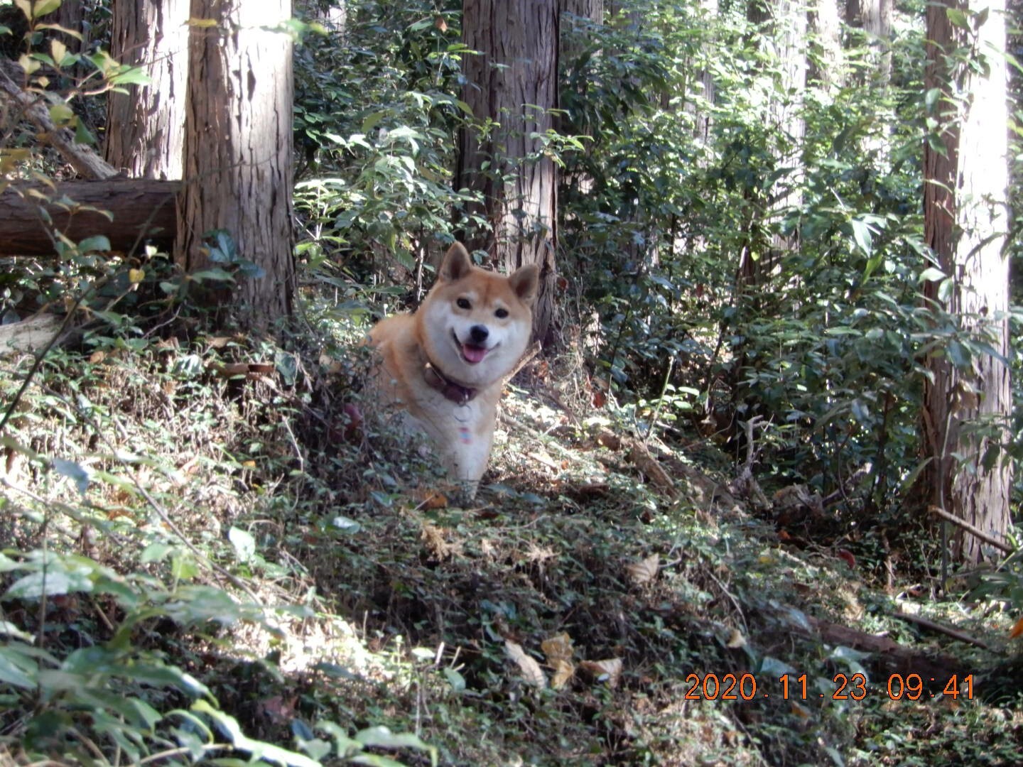 ワンダフル、石尊山～臼入山（細窪山）歩いたワン / momotiさんの官ノ倉山の活動データ | YAMAP / ヤマップ
