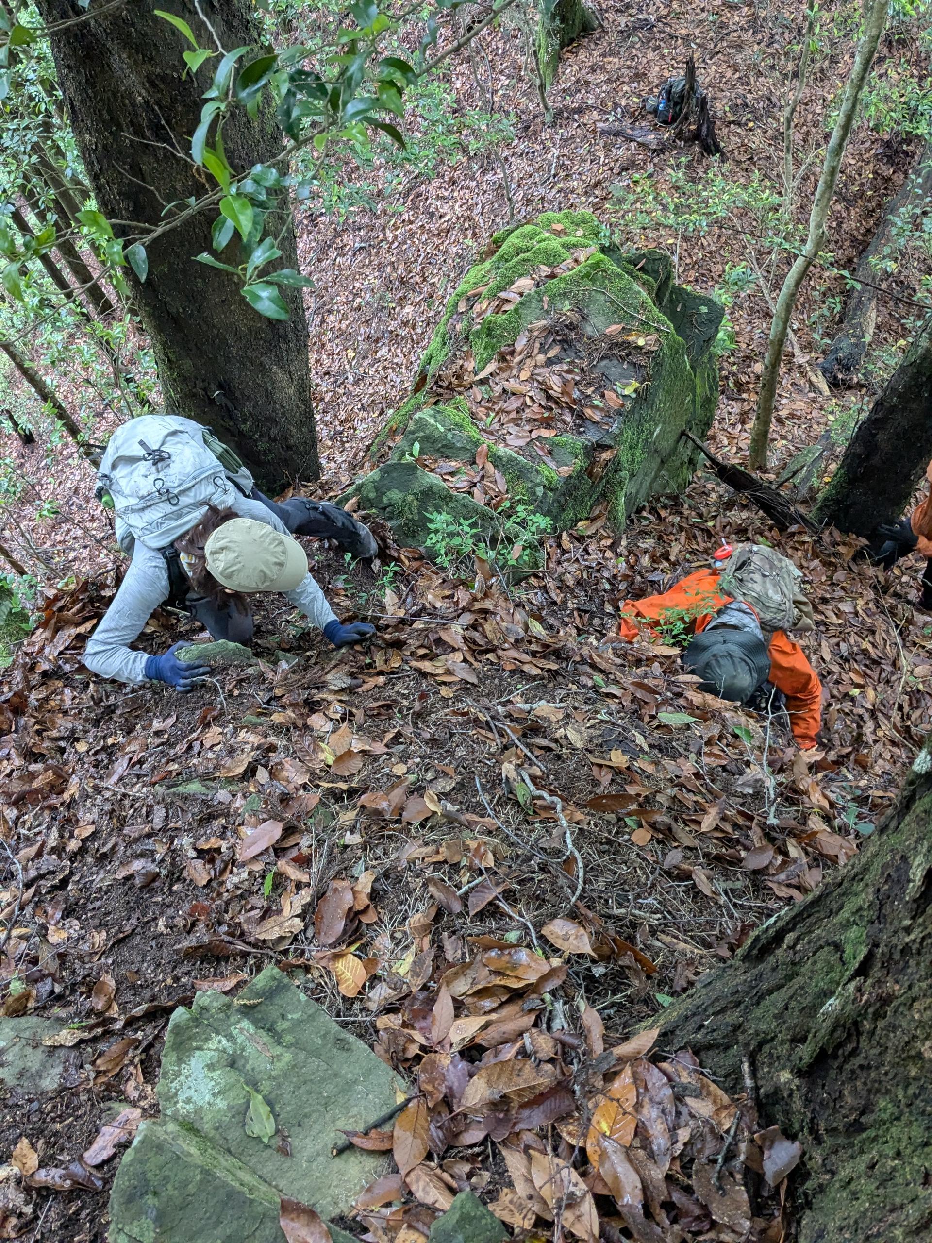 兵古山・四ッ城山 / ブッチさんの酒呑童子山・小鈴山・ハナグロ山の活動日記 | YAMAP / ヤマップ