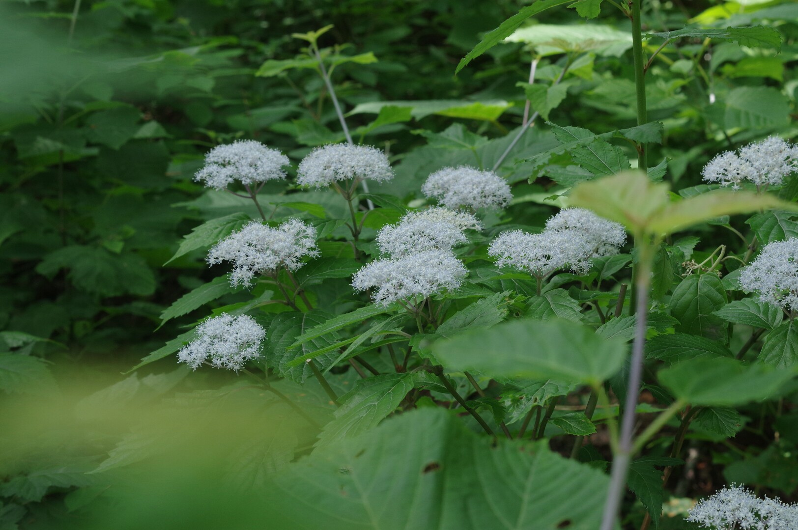 2022-06-16（木） オオヤマレン... / koroさんのモーメント | YAMAP / ヤマップ