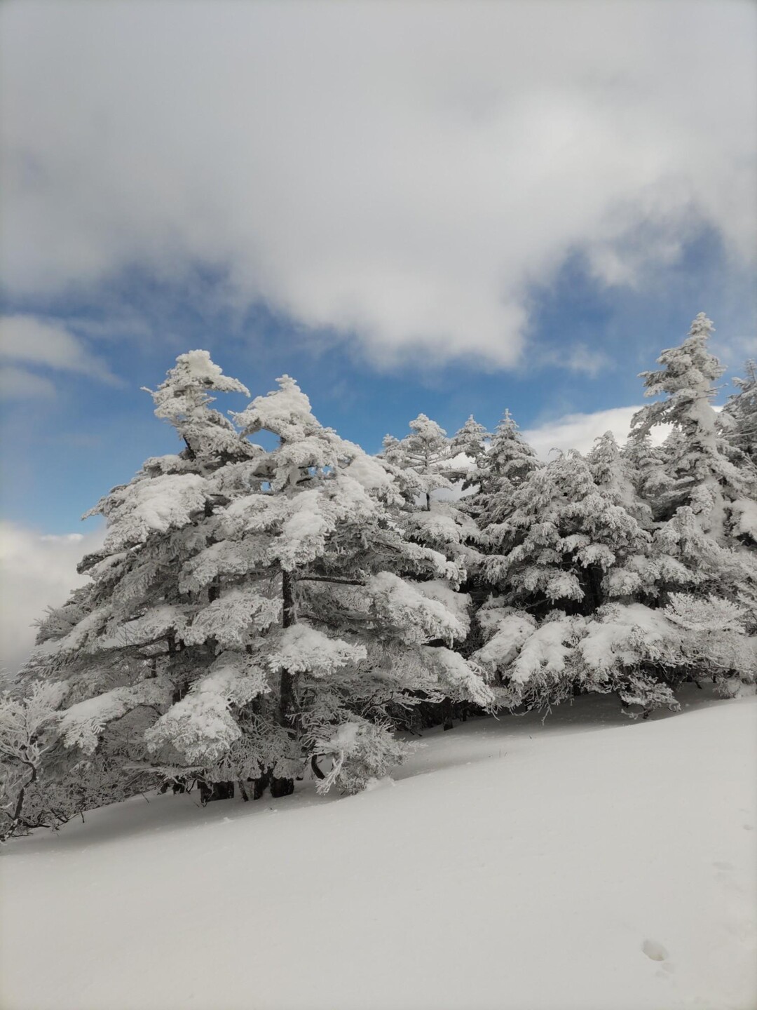 恵那山 / Rioさんの恵那山・大判山・神坂山の活動データ | YAMAP / ヤマップ