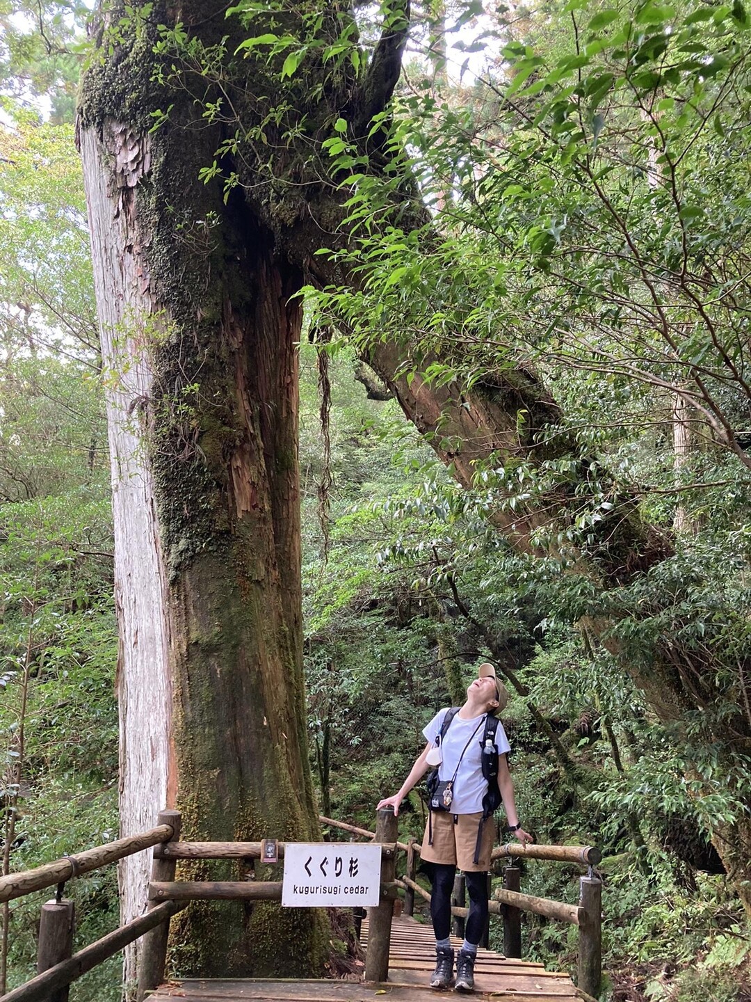 20221023屋久島ヤクスギランド / tokiさんの屋久島・宮之浦岳の活動データ | YAMAP / ヤマップ