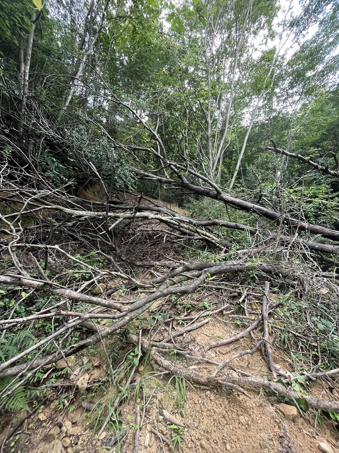 龍王山 / DC2 野郎さんの龍王山の活動データ | YAMAP / ヤマップ