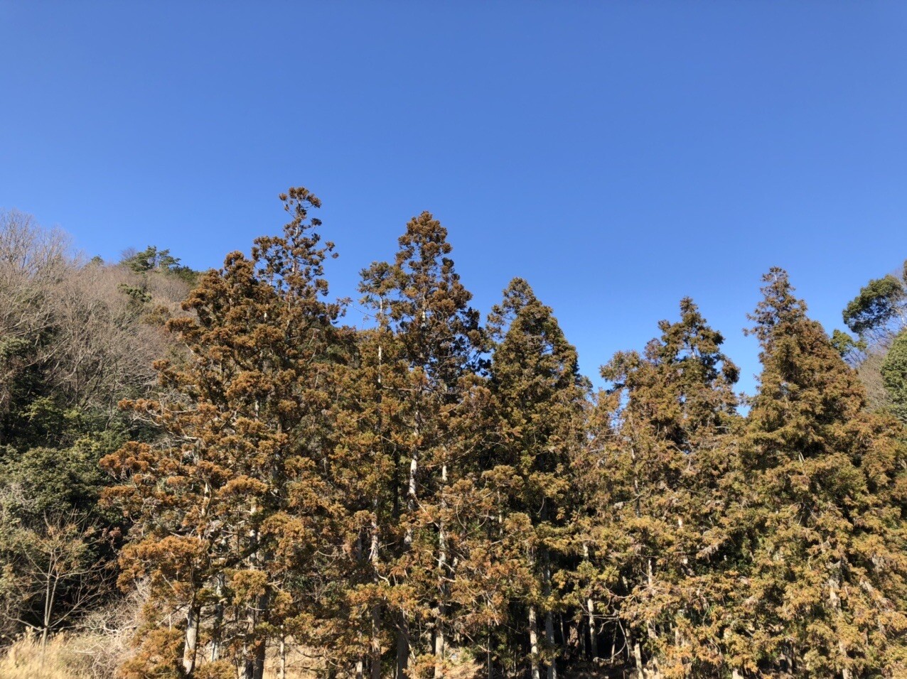 最近、クシャミに鼻水ジュルジュルです。 ... / ryoさんのモーメント | YAMAP / ヤマップ