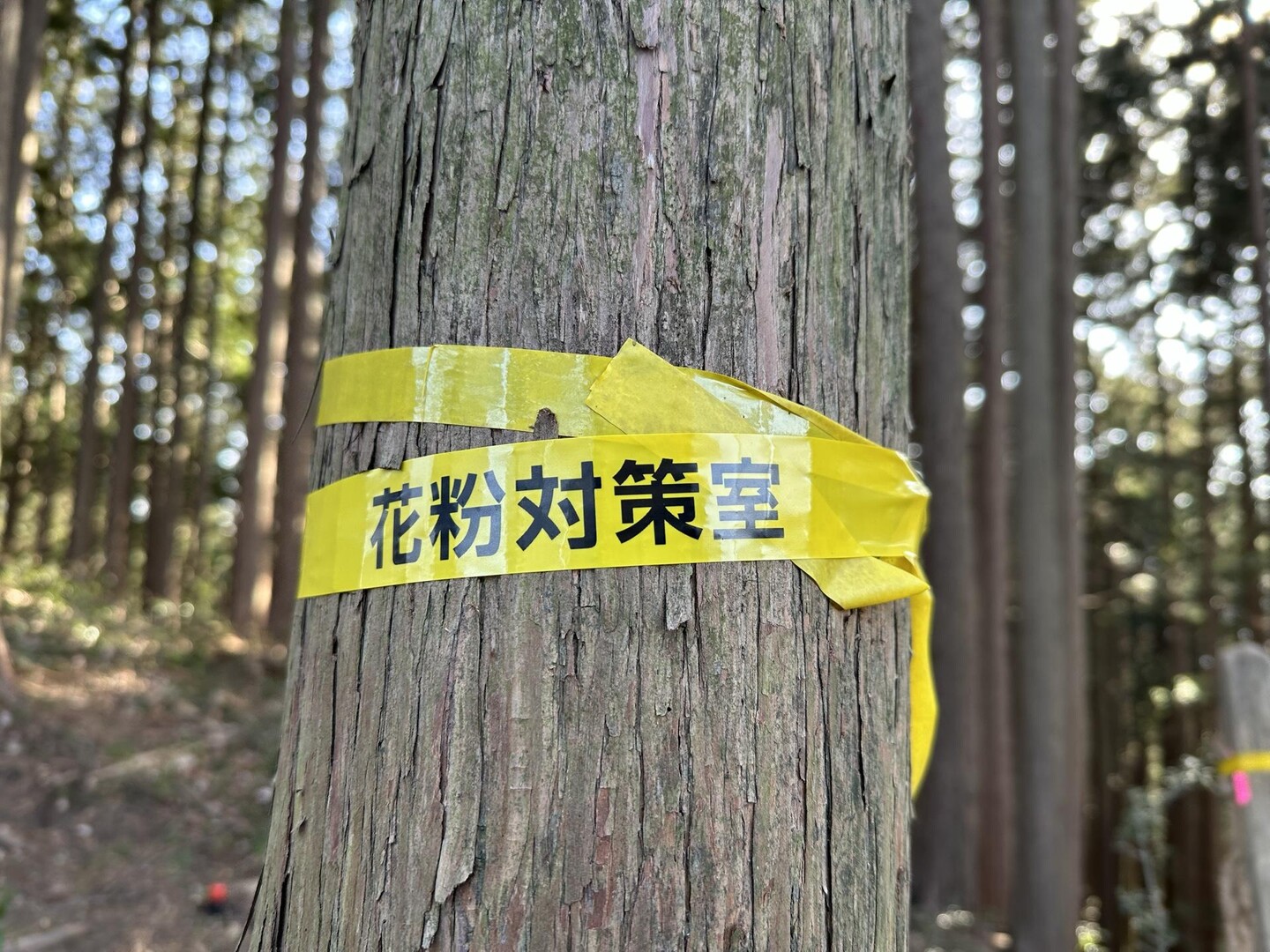 日の出山（武蔵五日市駅から日向和田駅へ） / サクさんの大岳山・御岳山・御前山の活動データ | YAMAP / ヤマップ