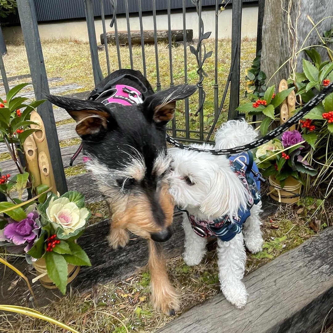 新年明けまして おめでとうございます🐇... / Jackoumeriさんのモーメント | YAMAP / ヤマップ