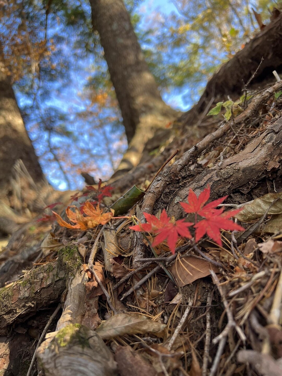 鹿納山 / kyoopoさんの大崩山・五葉岳・新百姓山の活動データ | YAMAP / ヤマップ