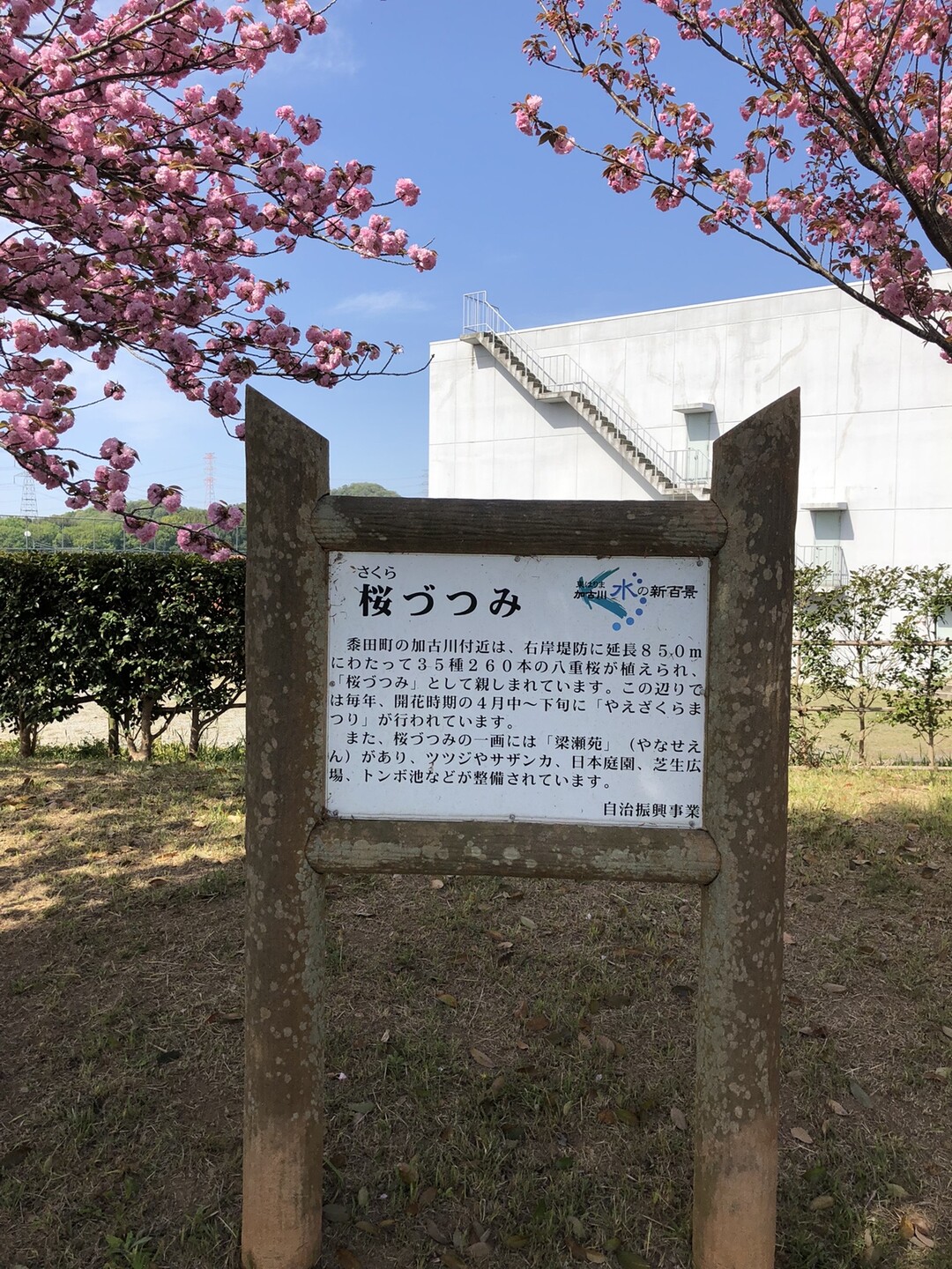 小野市にある桜づつみ🌸に行ってきました... / テイクミーハイヤーさんのモーメント | YAMAP / ヤマップ