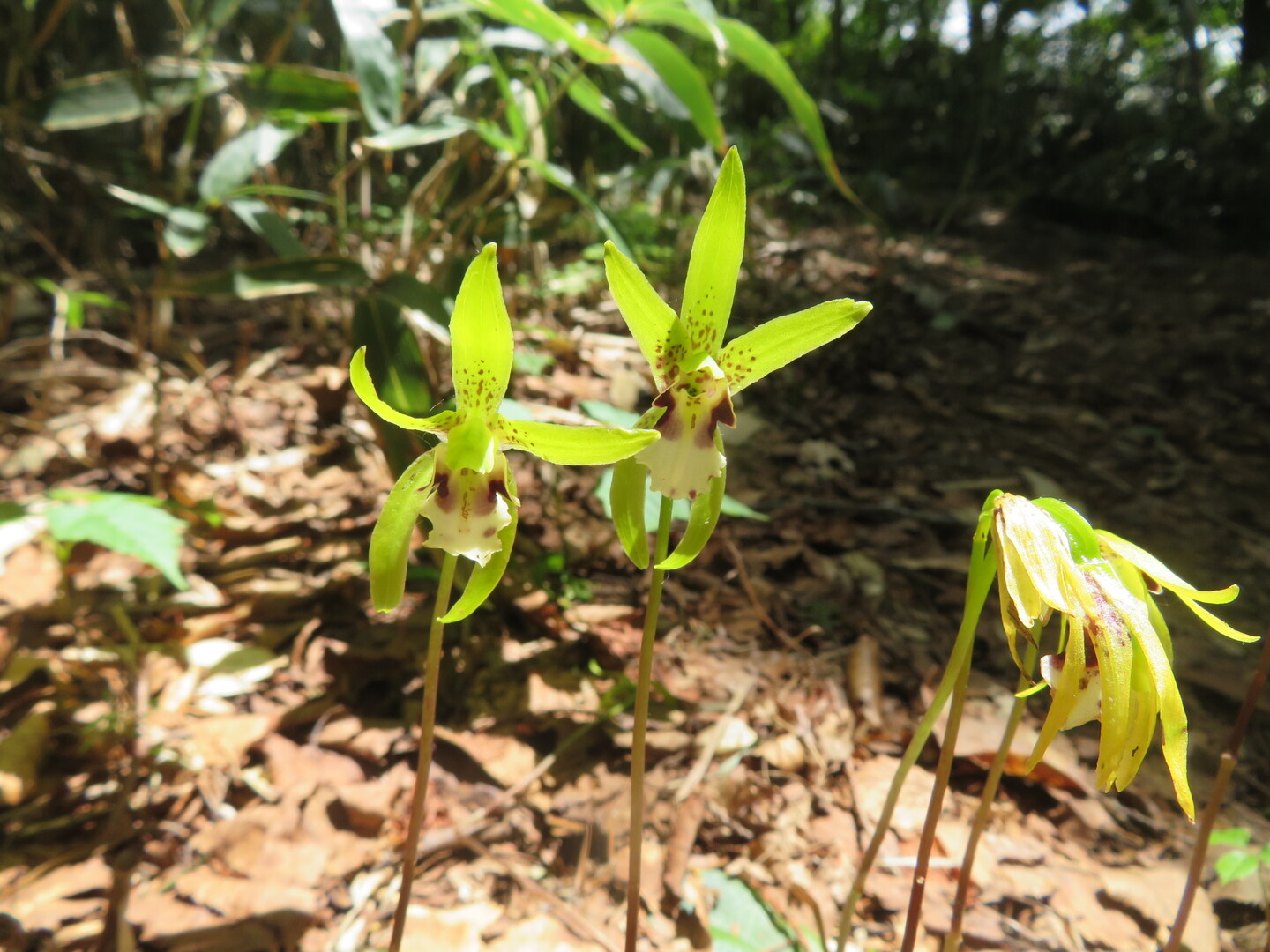 蛇峠山 / ibizouさんの蛇峠山の活動データ | YAMAP / ヤマップ