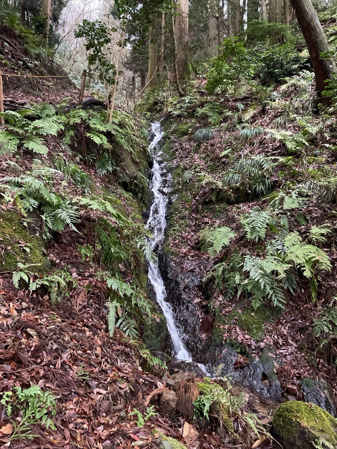 仕事始め！前に城山（南居⤴️合谷⤵️） / JOG太郎さんの城山・経ヶ岳・天神山の活動データ | YAMAP / ヤマップ