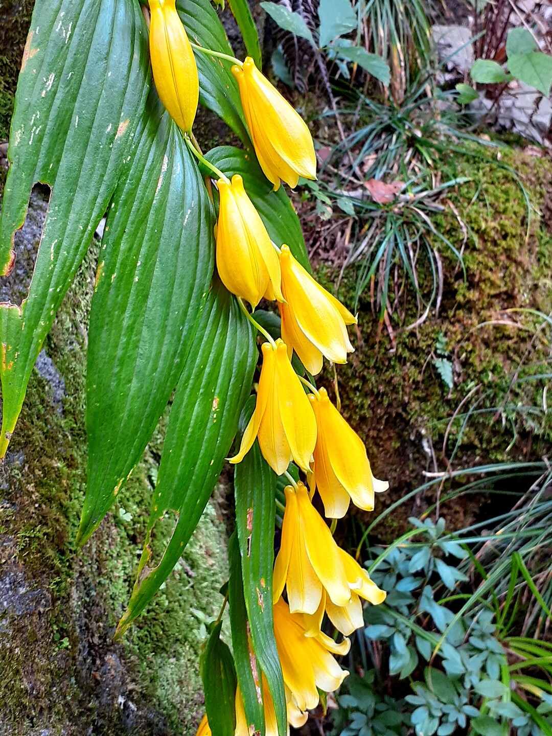 秋が深まりキレイな花に感動🎶🎶🎵 ... / rinさんのモーメント | YAMAP / ヤマップ