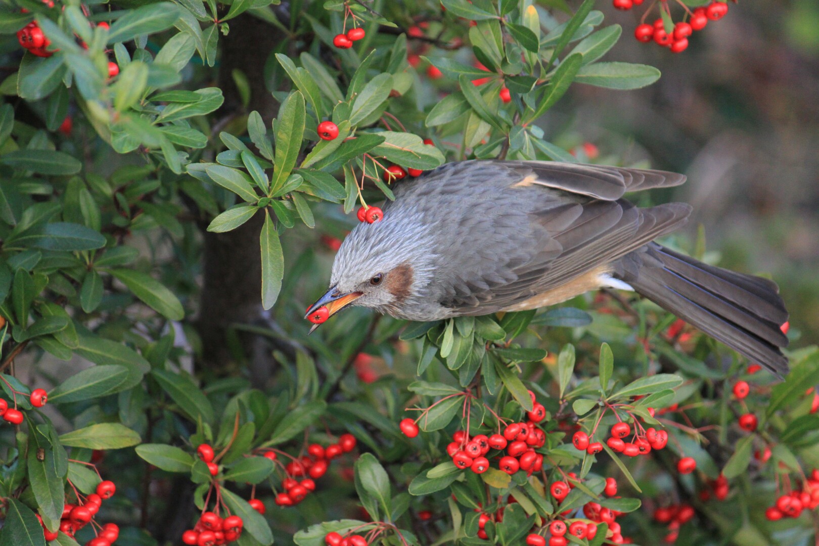 この時期、我が家の庭のピラカンサ（トキワ... / kamonmonさんのモーメント | YAMAP / ヤマップ