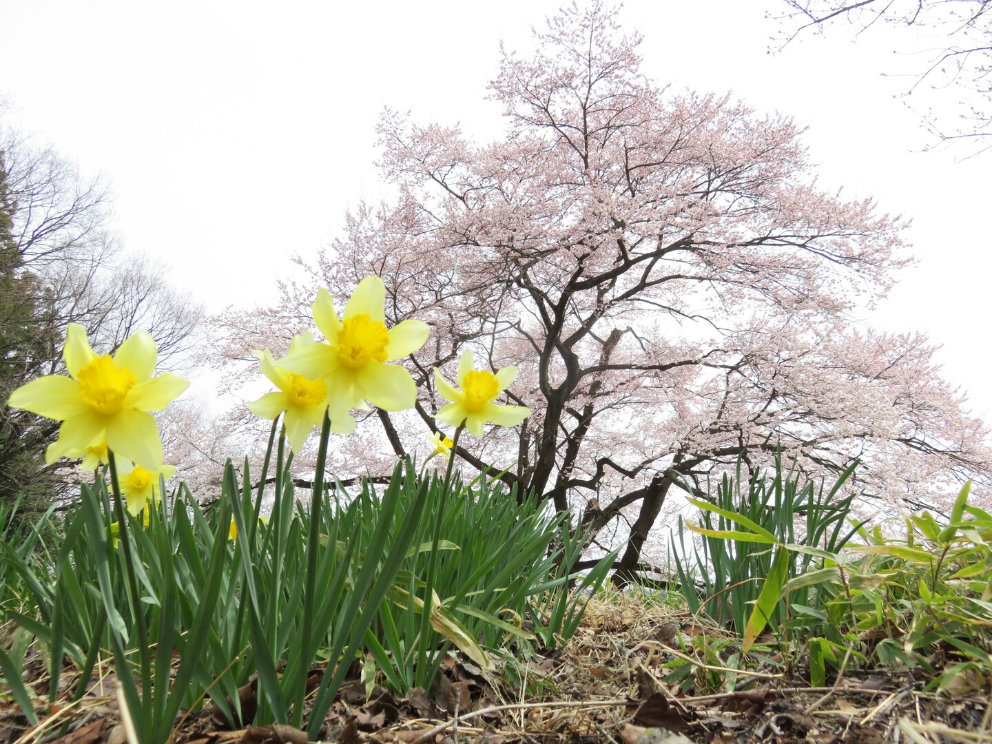 2021.03.19(金) 21:46 / ケロケロ🐸🐸🐸さんのモーメント | YAMAP / ヤマップ