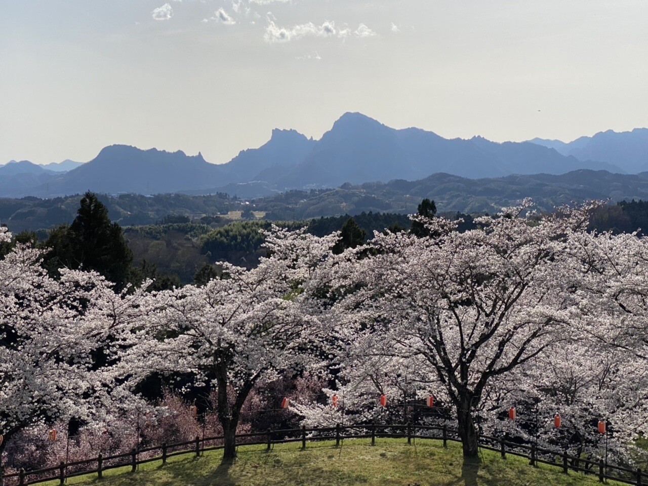 後閑城址公園と細野の彼岸桜🌸 どんな感... / pan さんのモーメント | YAMAP / ヤマップ