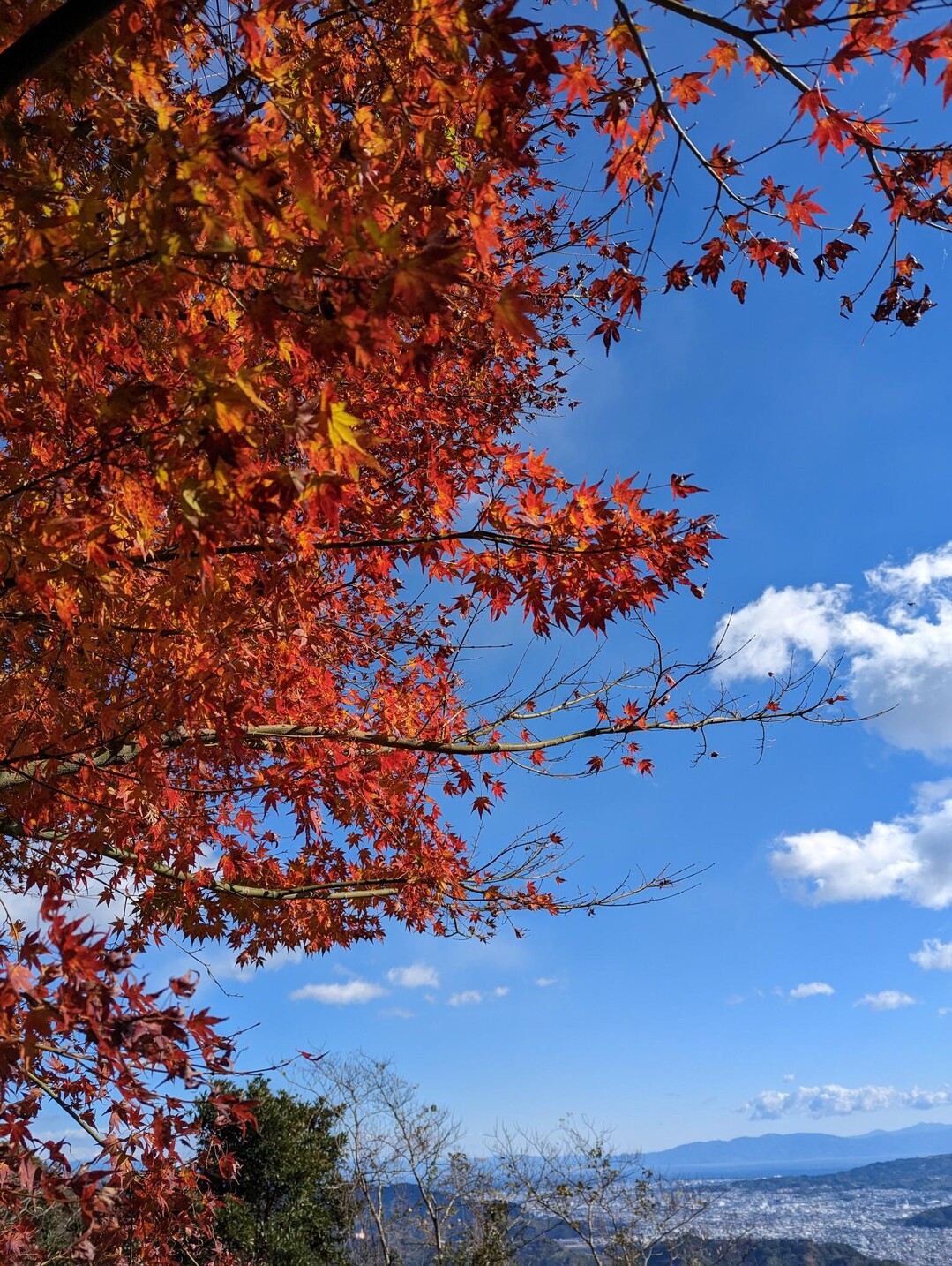 安倍城址 / y☆shiさんの突先山・高山（牛ヶ峰）・大棚山の活動データ | YAMAP / ヤマップ