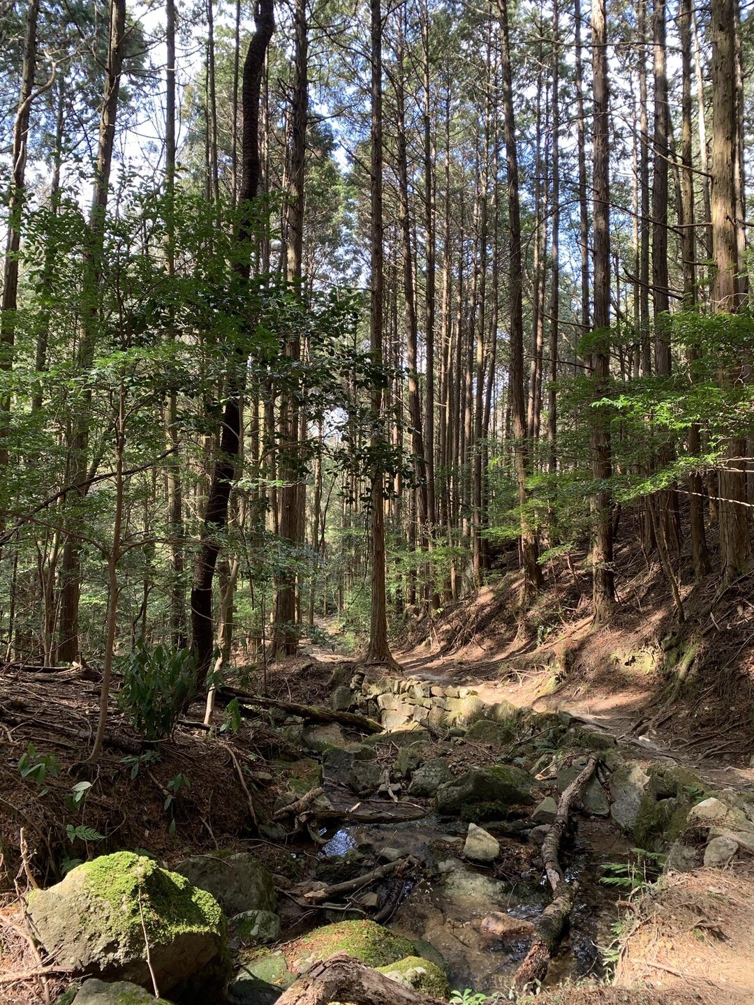 書写山 / YMO.Kさんの書写山・伊勢山・とんがり山の活動データ | YAMAP / ヤマップ