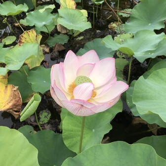 QQGのページ | YAMAP / ヤマップ