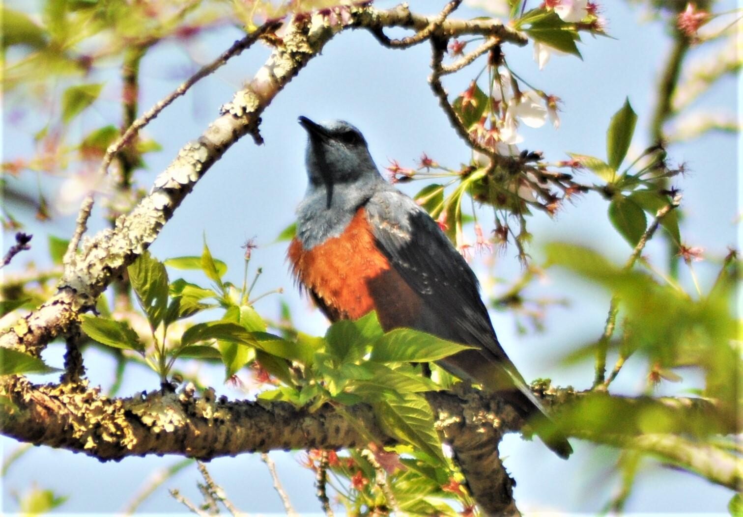 バードGO～!!! / スネークさんの八鬼山・頂山・オハイの活動データ | YAMAP / ヤマップ