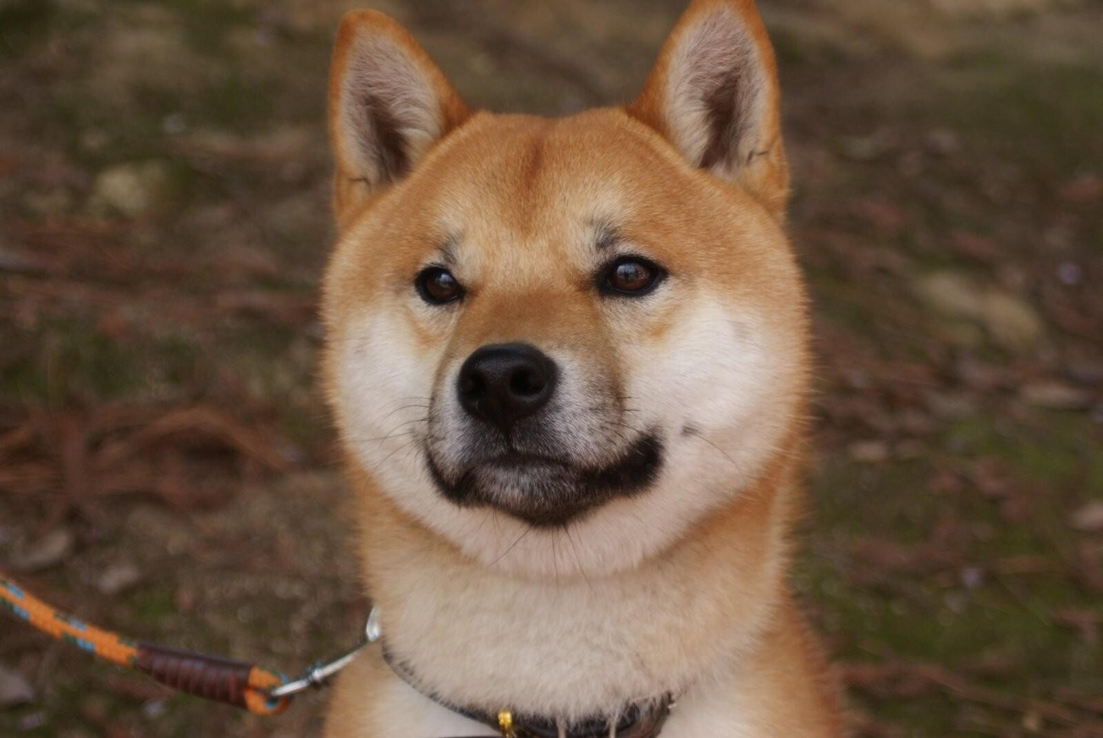 konokonoのページ | YAMAP / ヤマップ