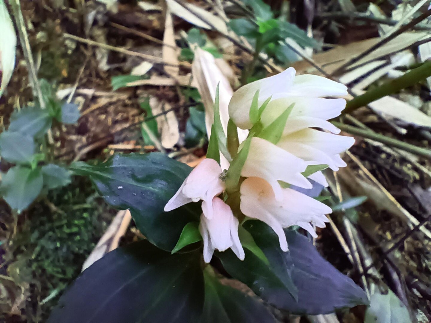 日夏山・荒神山💠 / huuroさんの荒神山の活動日記 | YAMAP / ヤマップ