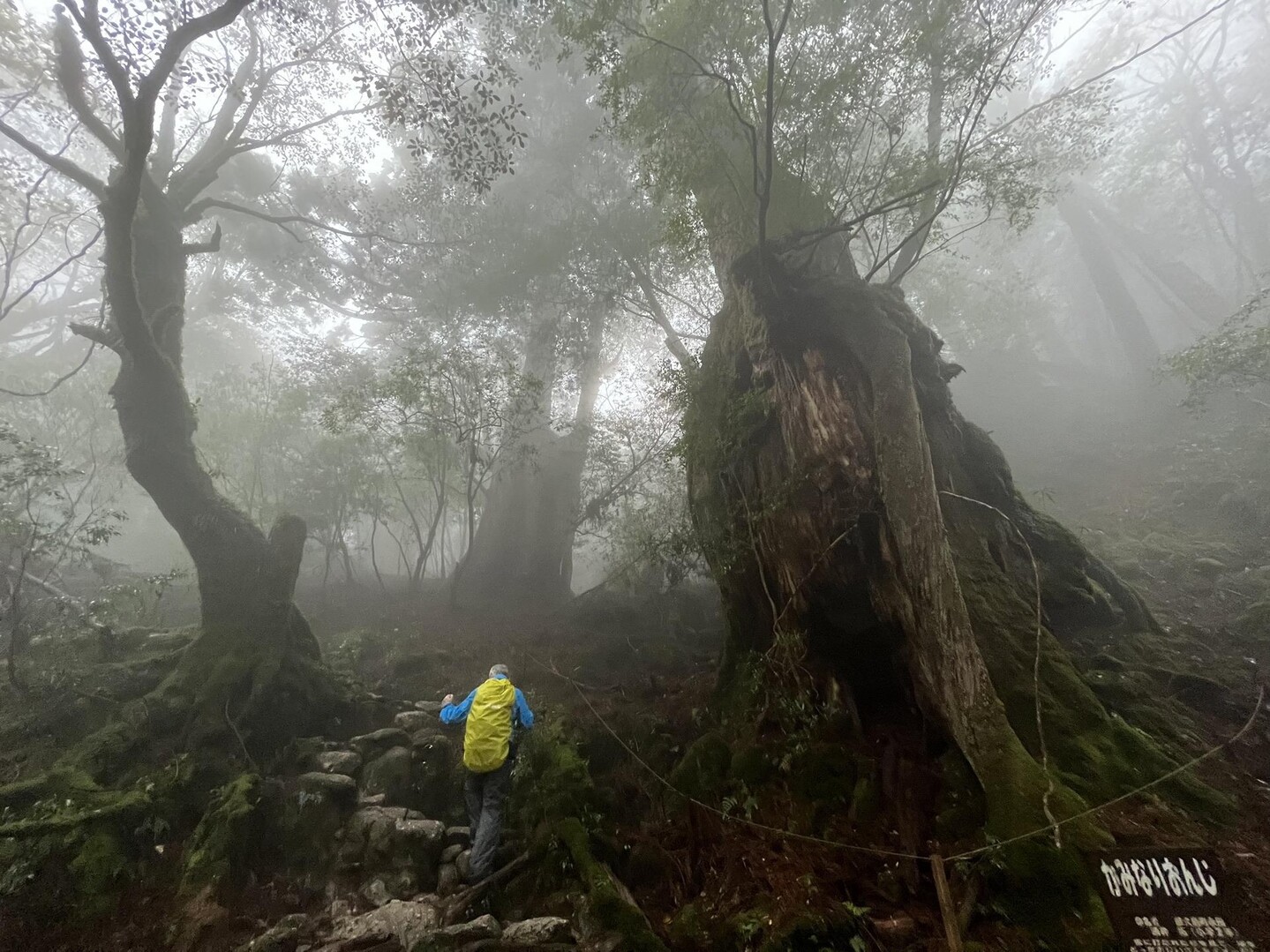 白谷雲水峡から太鼓岩 / uraさんの屋久島・宮之浦岳の活動データ | YAMAP / ヤマップ
