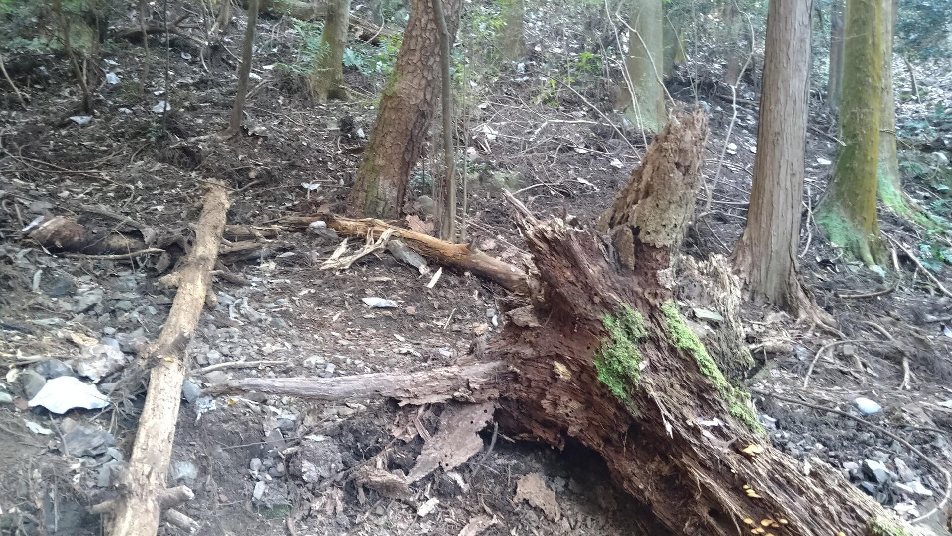 minyayonさんの投稿したフィールドメモ | YAMAP / ヤマップ