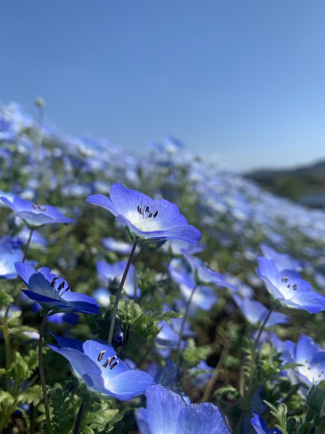 HANAPPU ブルー🟦 ＆ BL... / 海月さんのモーメント | YAMAP / ヤマップ