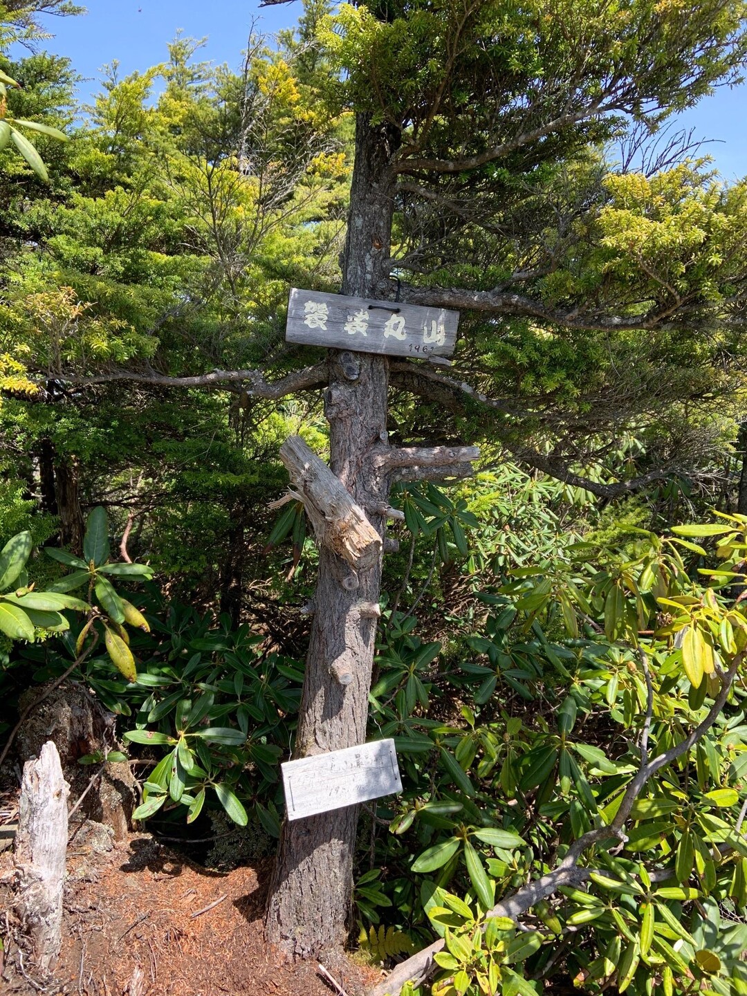 袈裟丸山🌸南西尾根〜軍艦尾根周回 / mini.TMKさんの皇海山・袈裟丸山・庚申山の活動データ | YAMAP / ヤマップ