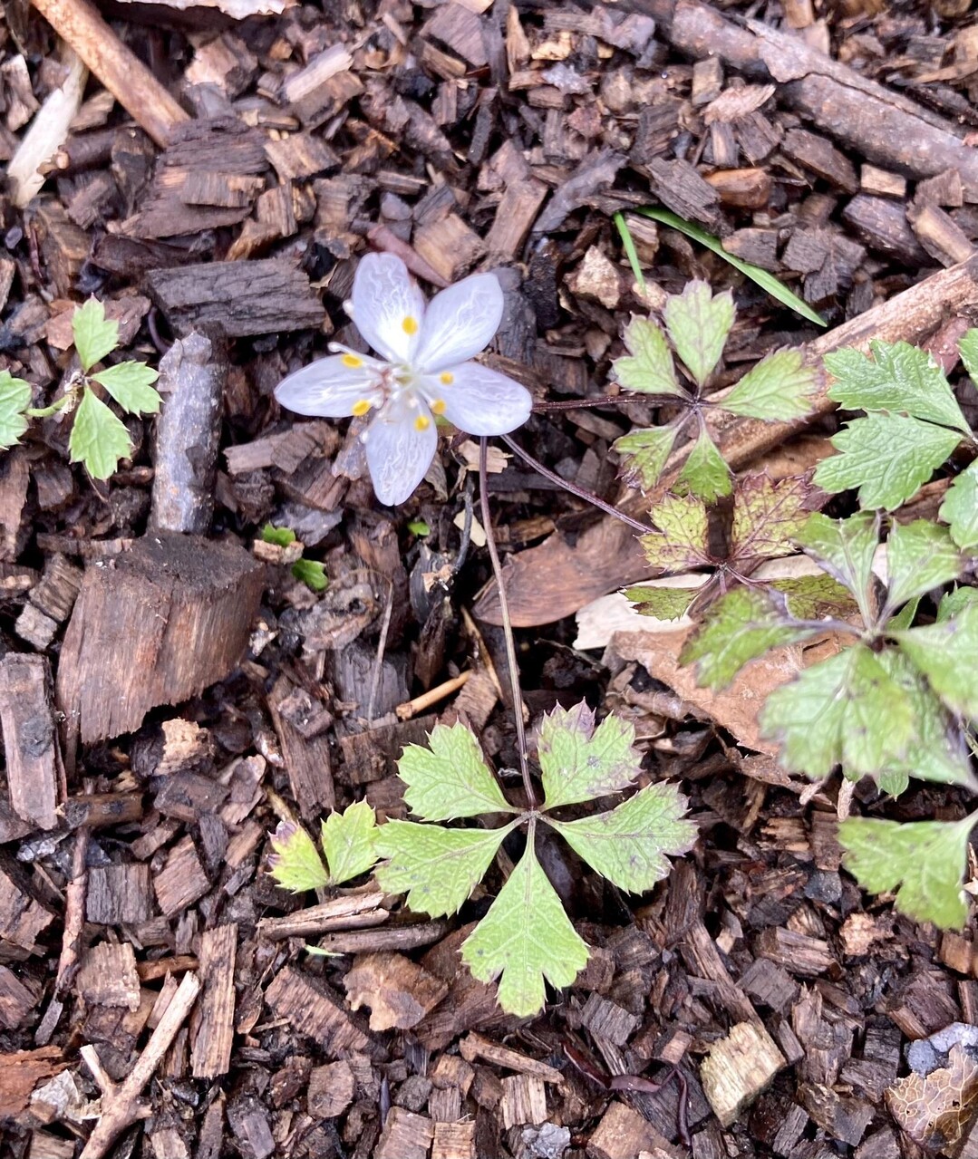 東京薬科大学 薬用植物園 バイカオウレ... / skipさんのモーメント | YAMAP / ヤマップ