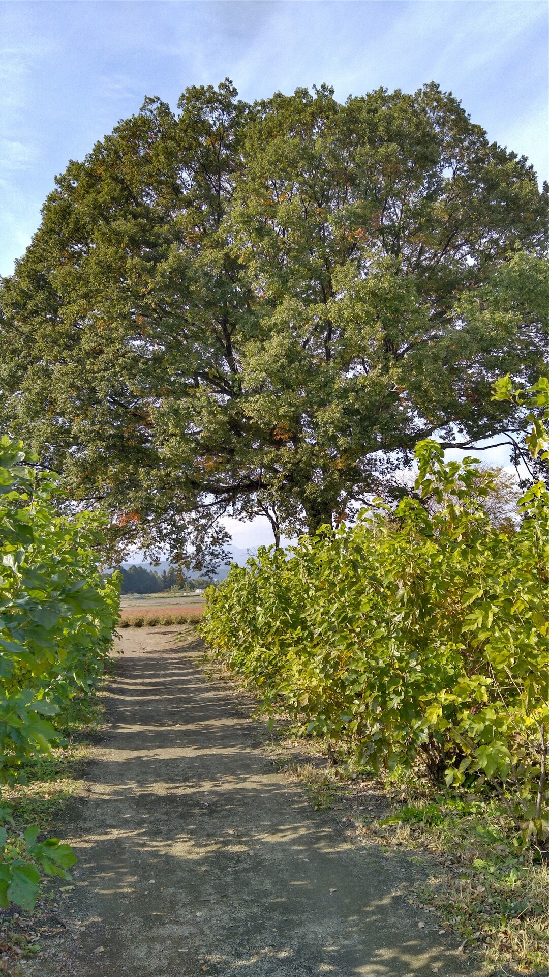 山急山下山後の帰路｢青天を衝け｣のロケ地... / Y-JJさんのモーメント | YAMAP / ヤマップ