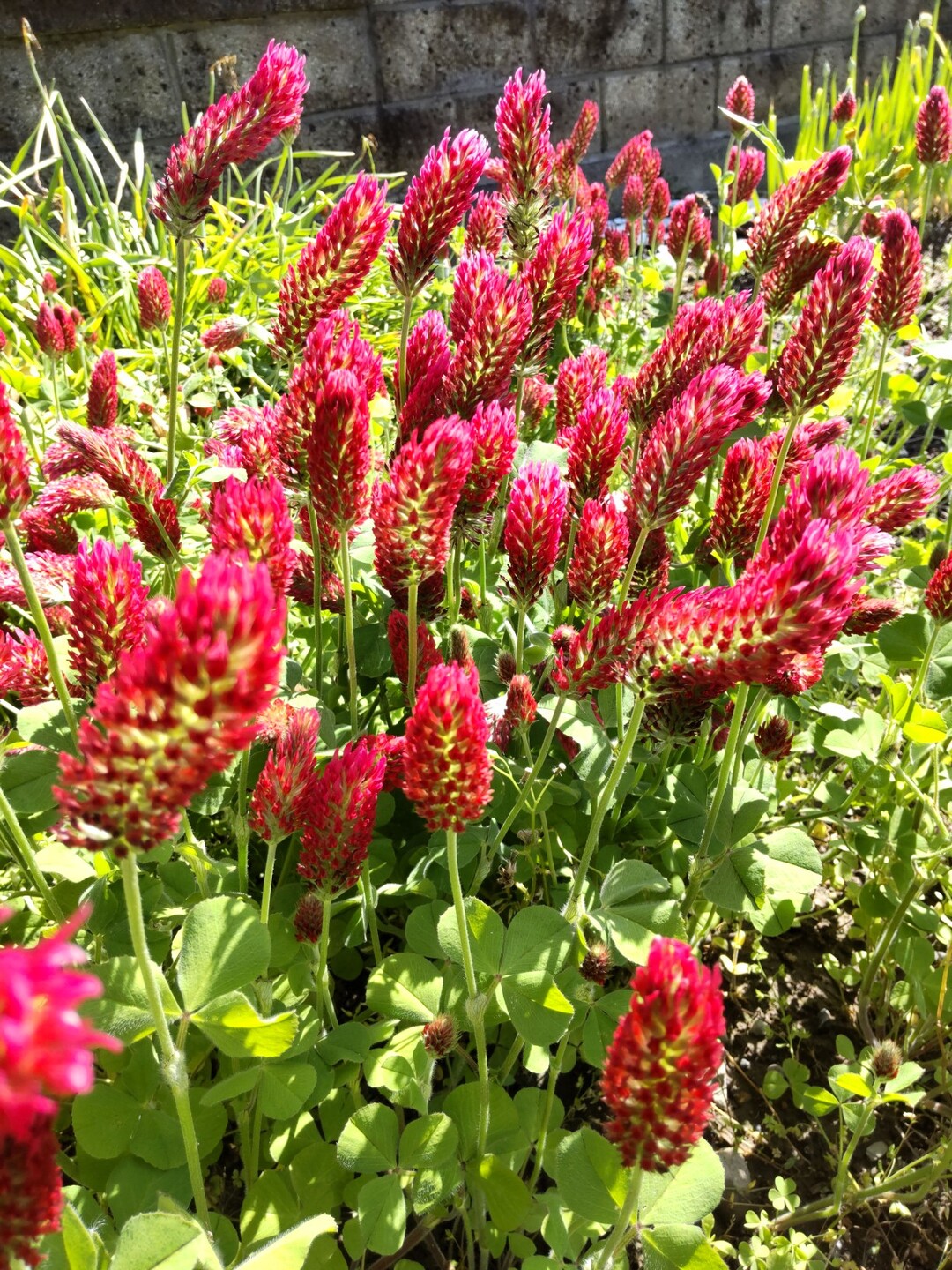 ⁉️ DOMOが4000程貯まっ... / Mt.OKA🎃さんのモーメント | YAMAP / ヤマップ