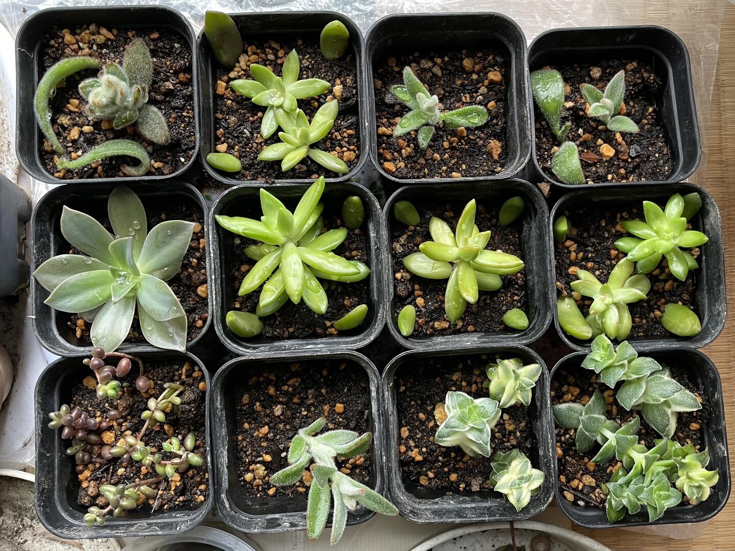 午前中は雨 植物の株分 上部をカットし... / ken-3さんのモーメント | YAMAP / ヤマップ