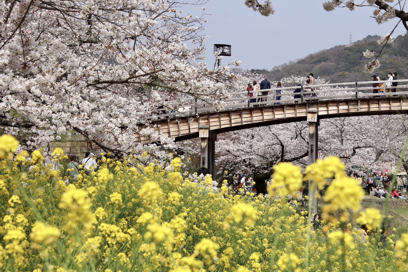 錦帯橋（岩国） 菜の花と桜🌸と錦帯橋 ... / GONKEさんのモーメント | YAMAP / ヤマップ