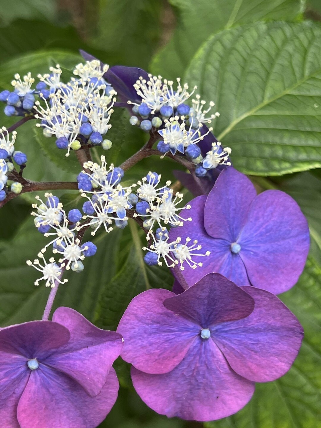 毎年恒例の… 高幡不動尊の紫陽花鑑賞 ま... / しろたんさんのモーメント | YAMAP / ヤマップ