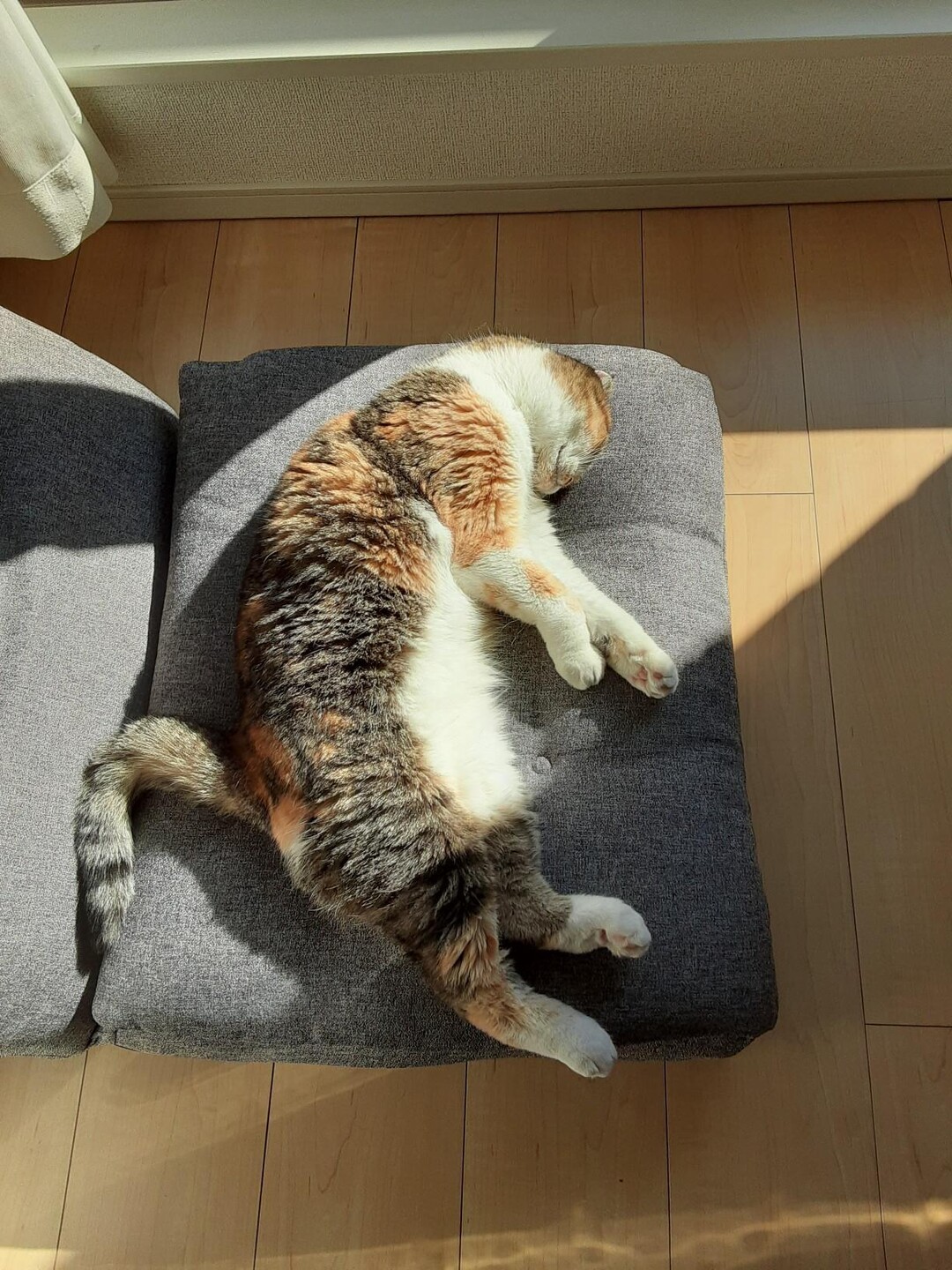 ひるねこ / mokoさんのモーメント | YAMAP / ヤマップ