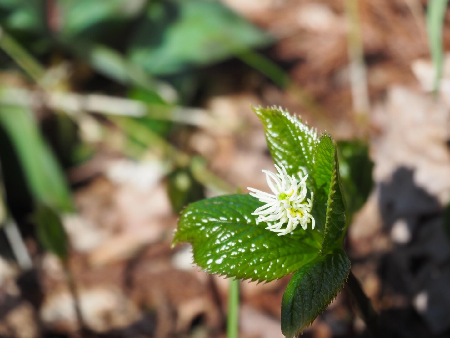 まだまだ花は見頃中。角田山 / 天ぷらケンジJyJyさんの角田山の活動データ | YAMAP / ヤマップ