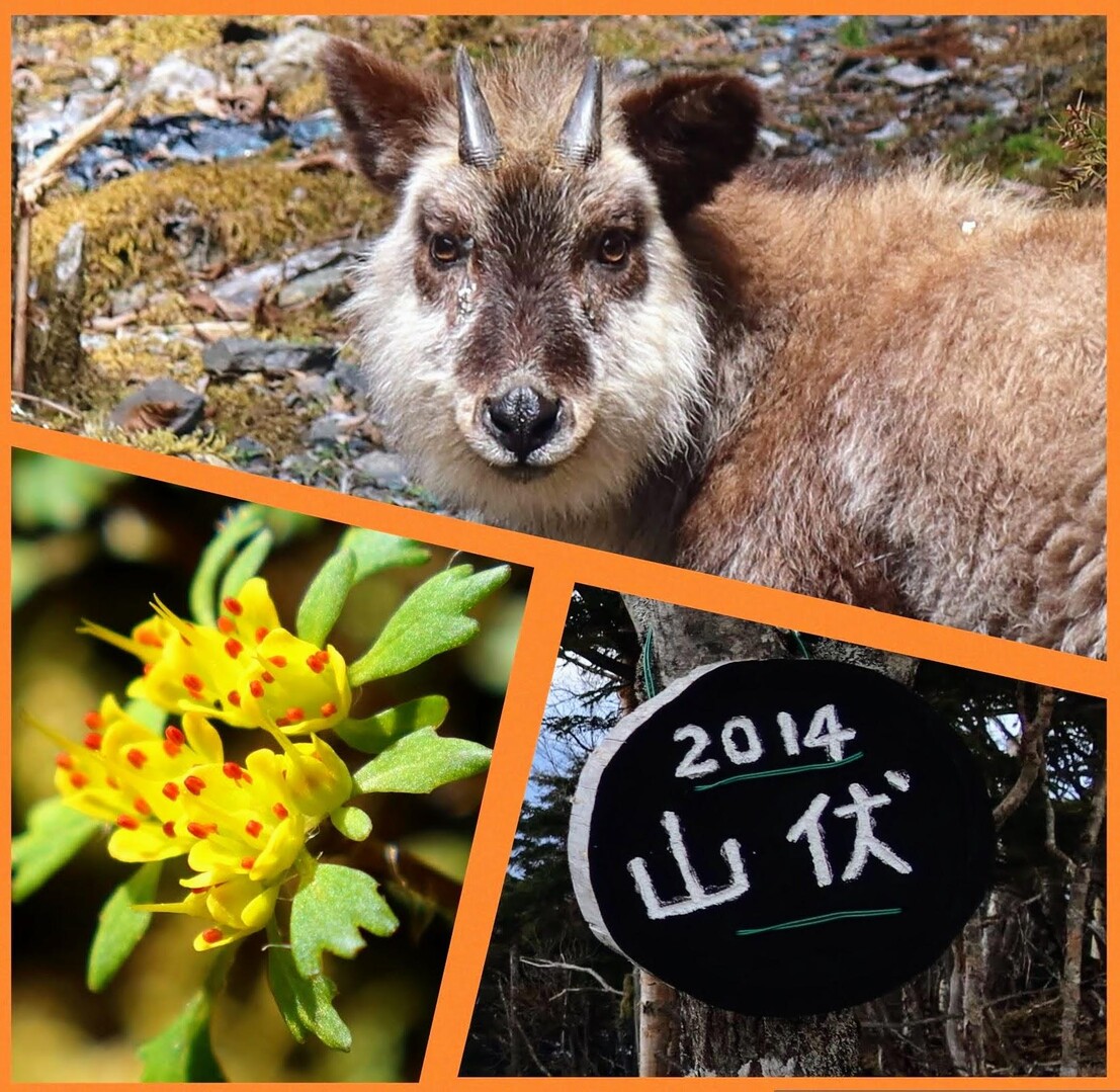 山伏：花撮り散歩のつもりが被写体テンコ盛り山行に！ / kunsanさんの山伏・八紘嶺・笹山の活動データ | YAMAP / ヤマップ