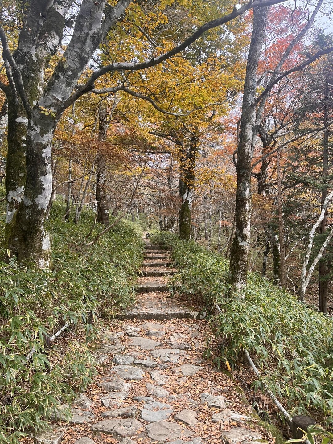大台ヶ原 / ta_ba8016さんの大台ヶ原山・日出ヶ岳・大杉谷の活動データ | YAMAP / ヤマップ