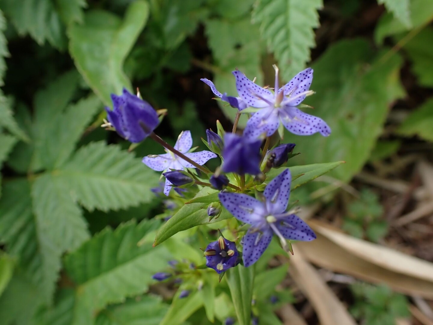 藻琴山 / moneさんの藻琴山の活動データ | YAMAP / ヤマップ