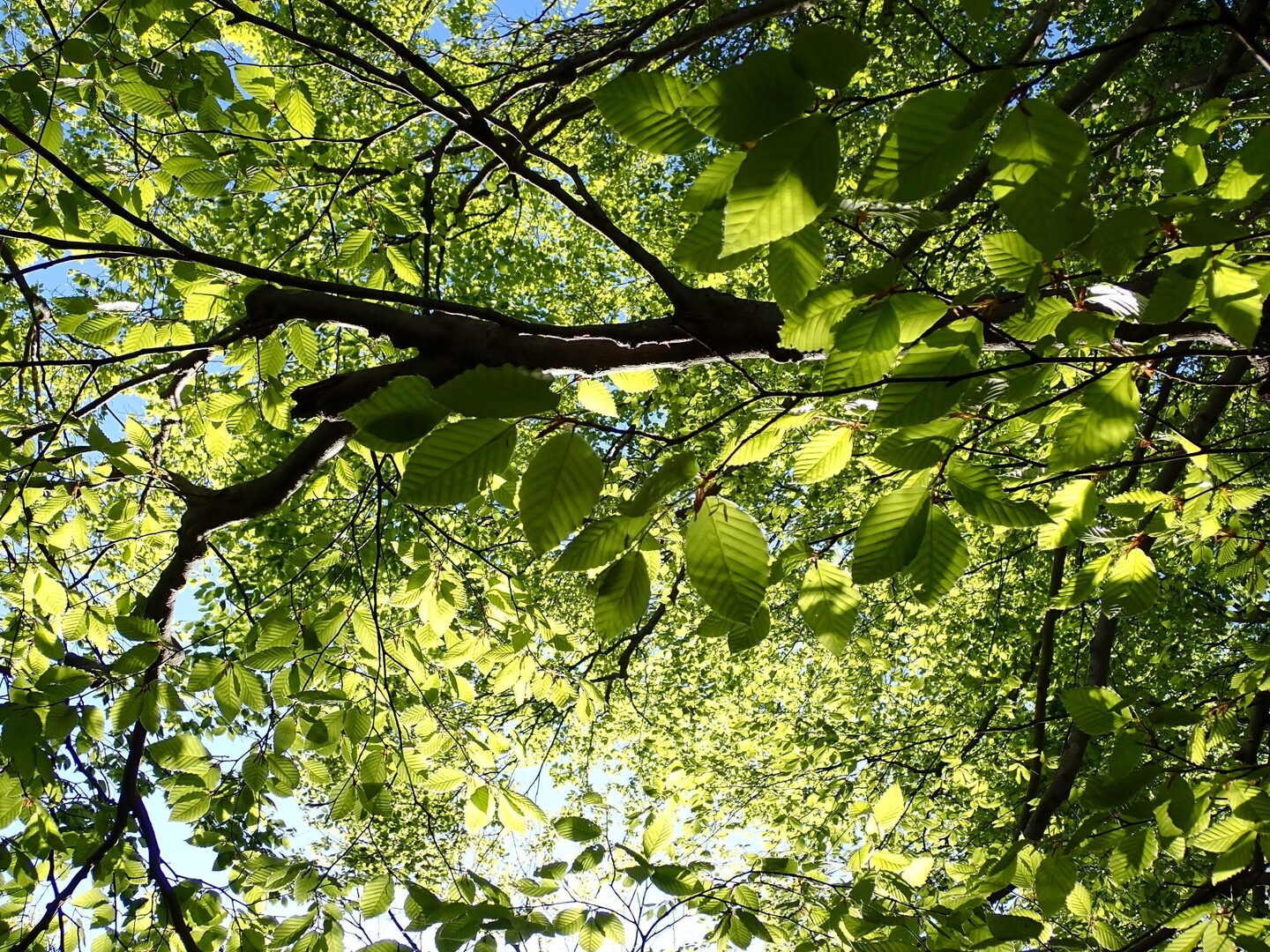 そろりそろりと…（扇ノ山）2024-05-03 / MC先輩さんの扇ノ山の活動データ | YAMAP / ヤマップ