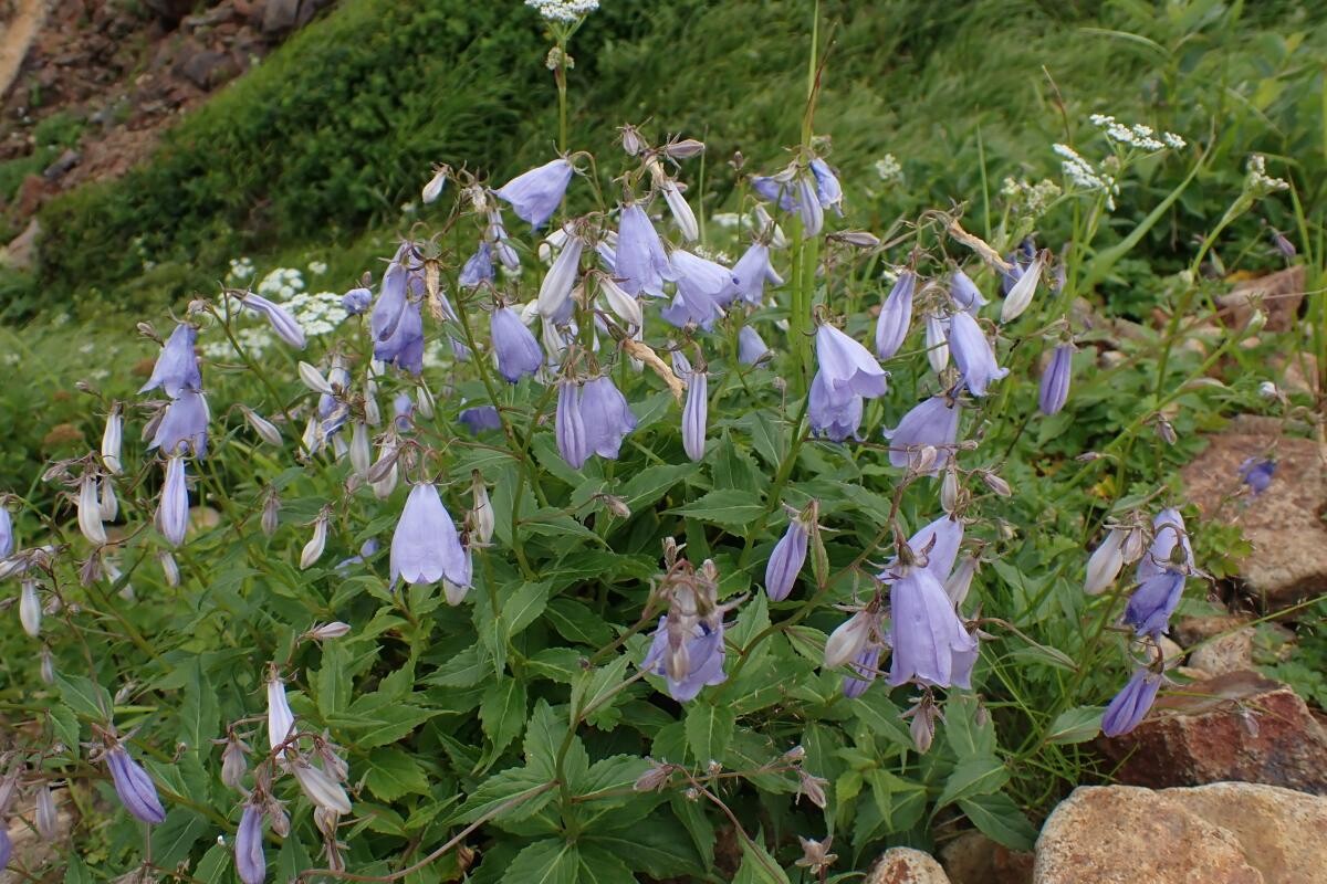 那須岳 / kumomaさんの茶臼岳（那須岳）・三本槍岳・赤面山の活動データ | YAMAP / ヤマップ