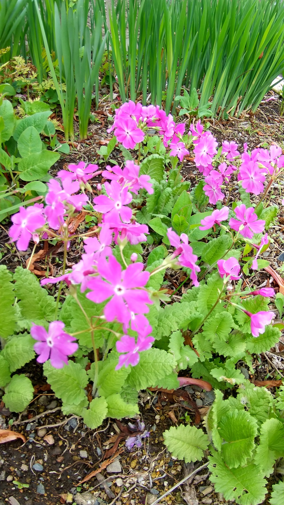 2021.05.02(日) 06:46 / カバヲくんさんのモーメント | YAMAP / ヤマップ