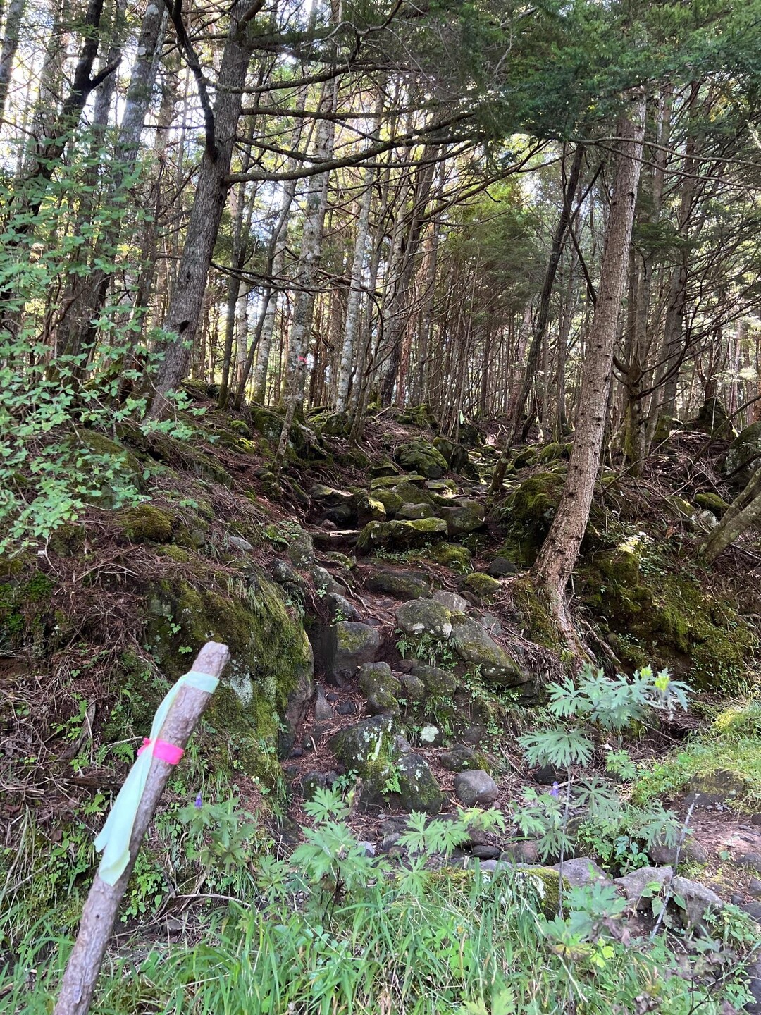 SACHIKO.さんの投稿したフィールドメモ | YAMAP / ヤマップ