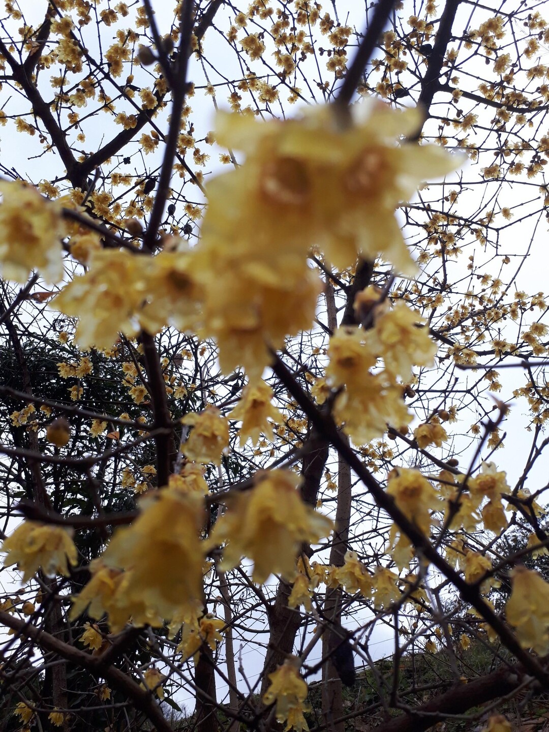 岩湧山・猿子城山・奥槇尾山 / バランスライト(TET)さんの葛城修験エリアマップ（友ヶ島～和泉山脈周辺）の活動データ | YAMAP / ヤマップ