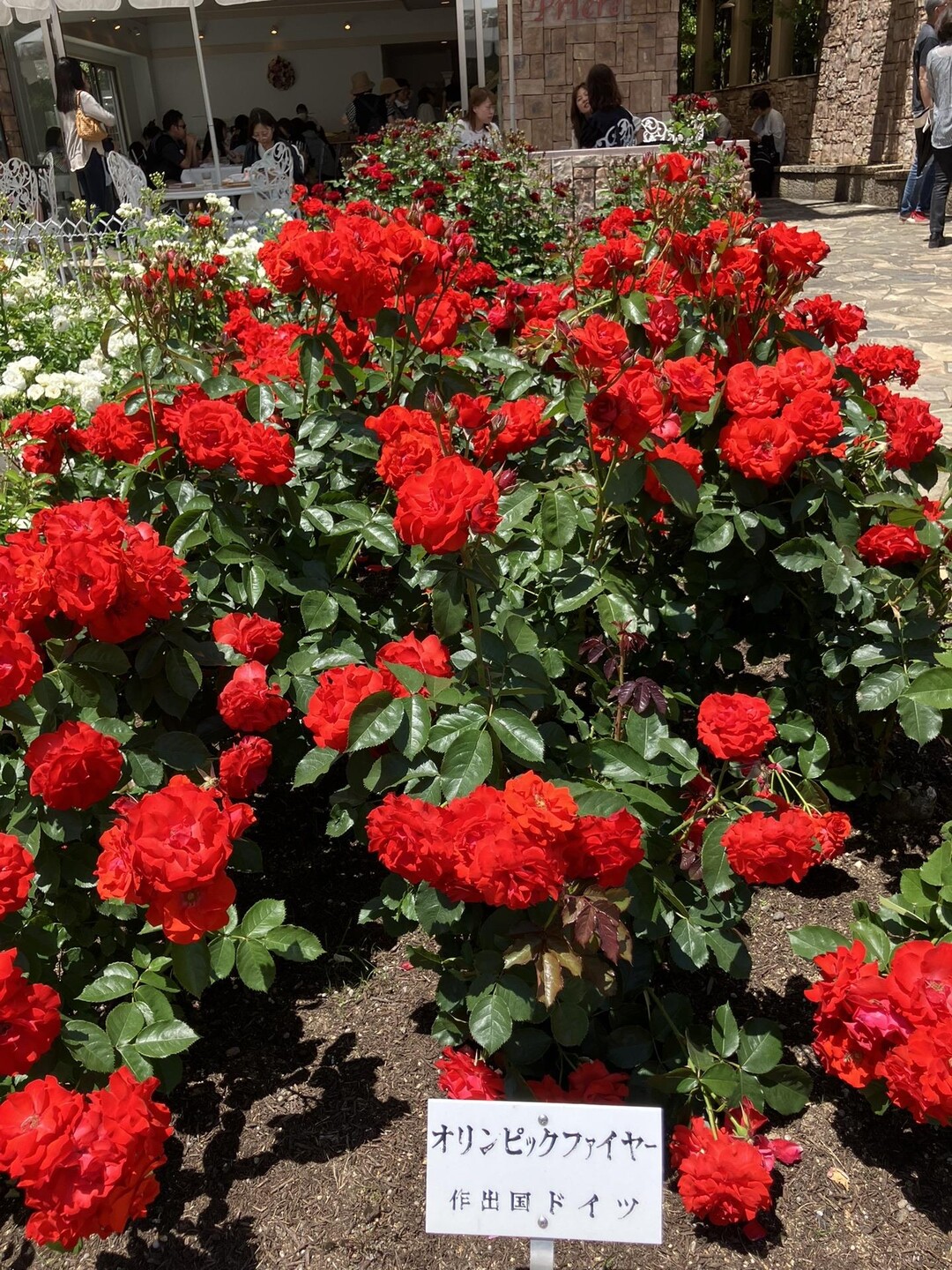 霊山寺とバラ園-2024-05-18 / shoさんのウォーキングの活動データ | YAMAP / ヤマップ