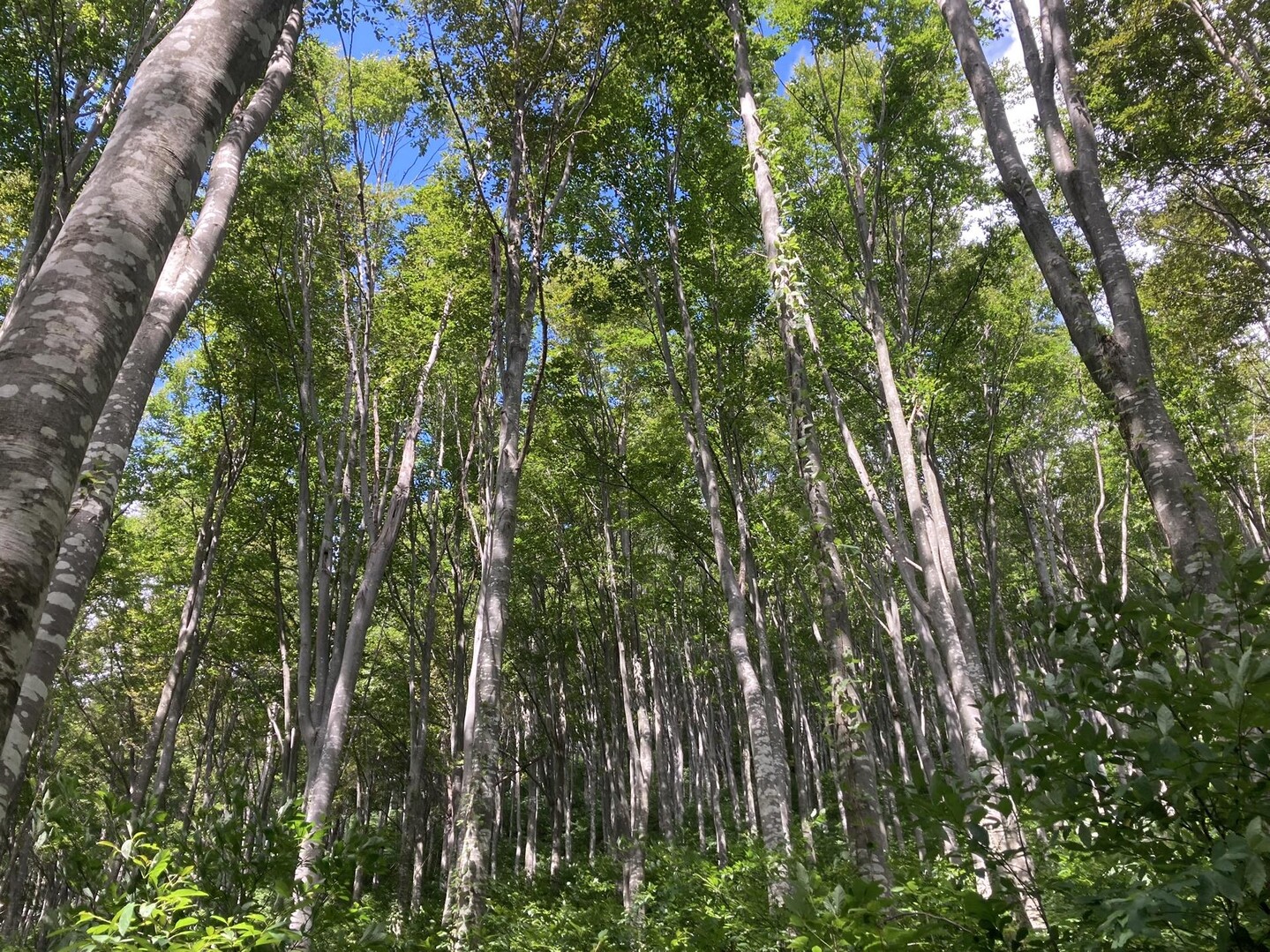 Mt.守門-2023-4th / 山五郎さんの守門岳・大岳・網張山の活動データ | YAMAP / ヤマップ