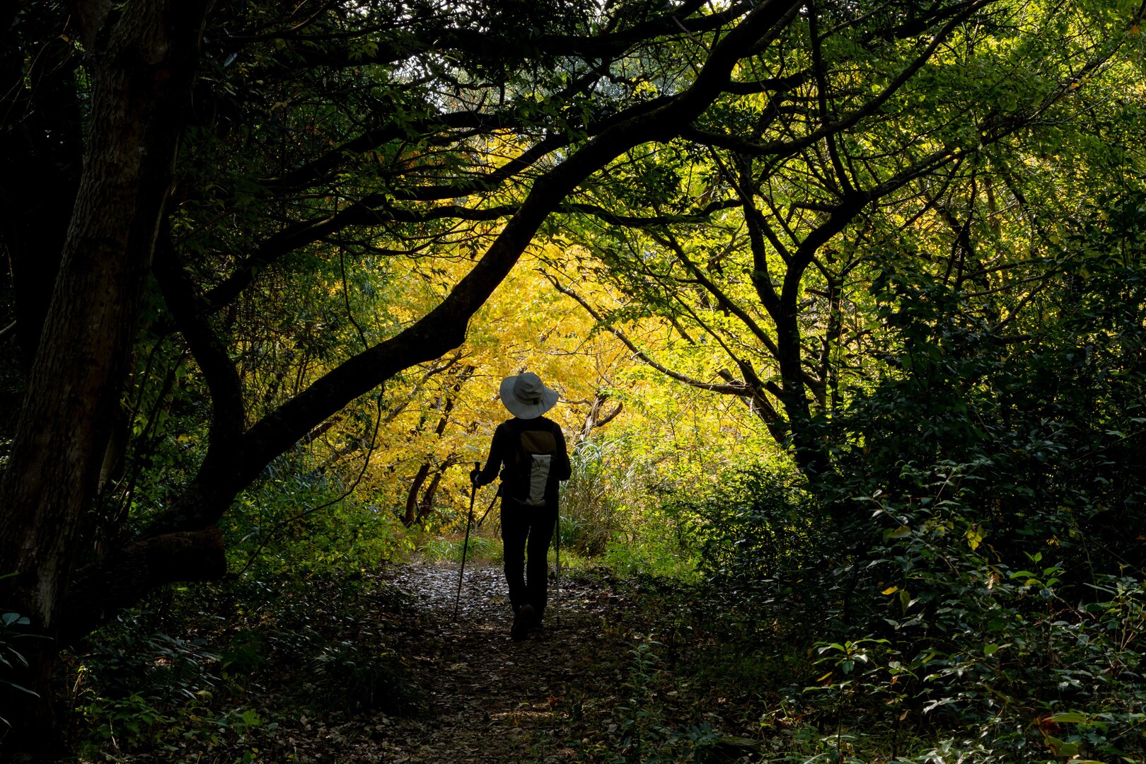 The 黄色の世界へ / ゴルちゃんさんの明星山・白金山の活動データ | YAMAP / ヤマップ