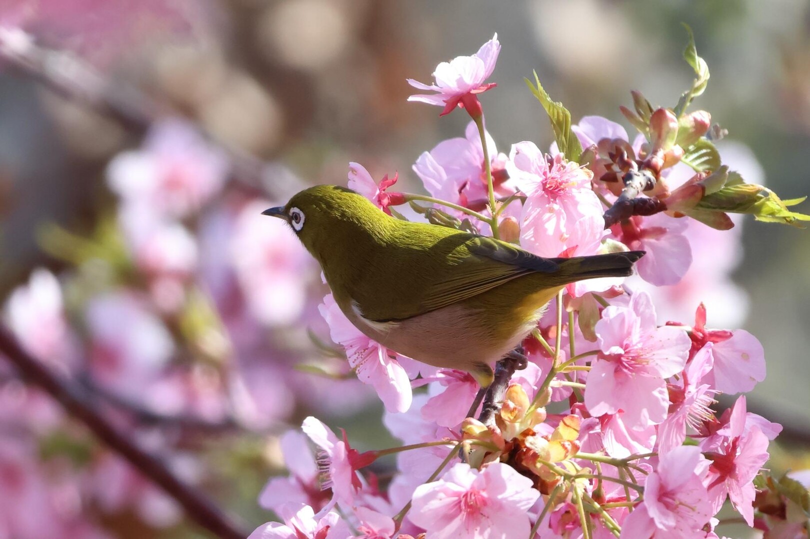 春を呼ぶ四浦半島河津桜 / miippさんのその他の活動データ | YAMAP / ヤマップ