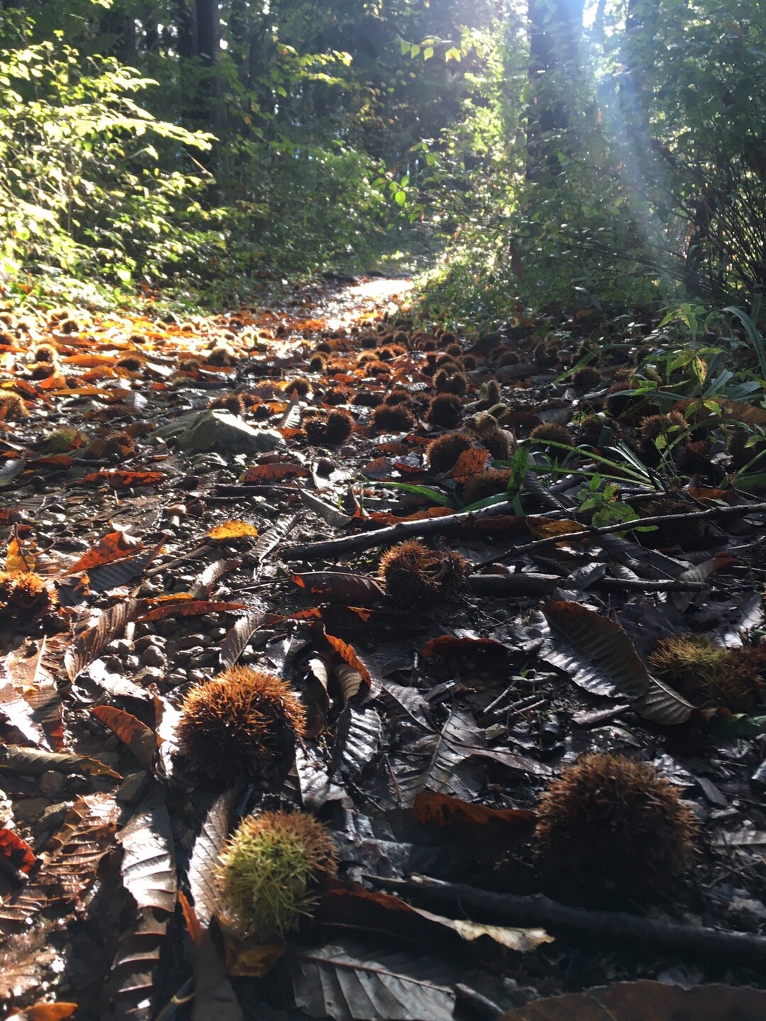 丸山 / OS@MUさんの丸山・日向山の活動日記 | YAMAP / ヤマップ